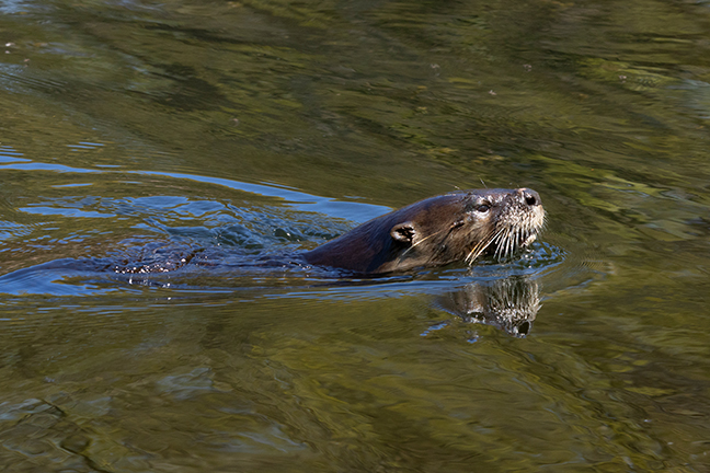 Wildlife Photography by Michael Fairchild
