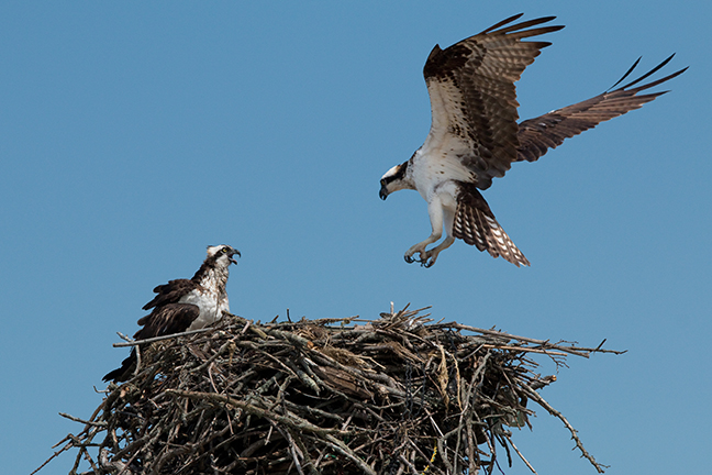 Wildlife Photography by Michael Fairchild